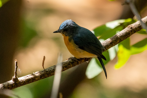 All the birds spotted so far – Shifting Radius