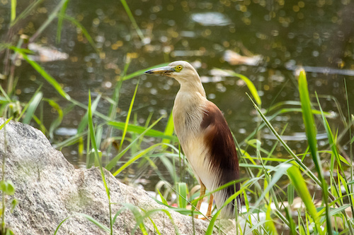 All the birds spotted so far – Shifting Radius