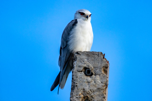 All the birds spotted so far – Shifting Radius