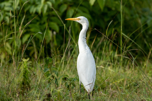 All the birds spotted so far – Shifting Radius