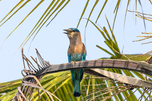 All the birds spotted so far – Shifting Radius