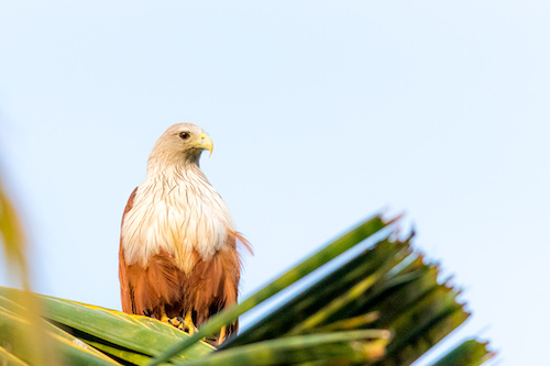 All the birds spotted so far – Shifting Radius