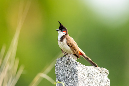 All the birds spotted so far – Shifting Radius