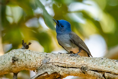 All the birds spotted so far – Shifting Radius