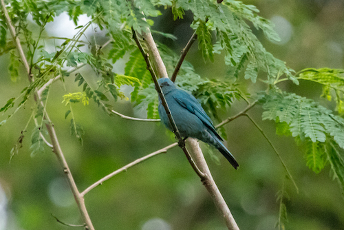 All the birds spotted so far – Shifting Radius