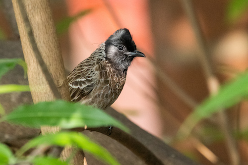 All the birds spotted so far – Shifting Radius