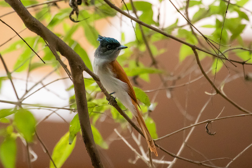 All the birds spotted so far – Shifting Radius