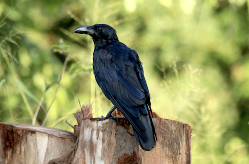 All the birds spotted so far – Shifting Radius