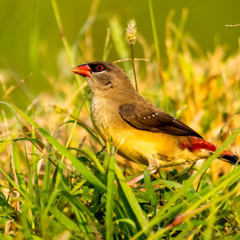 Common Tailorbird – Shifting Radius